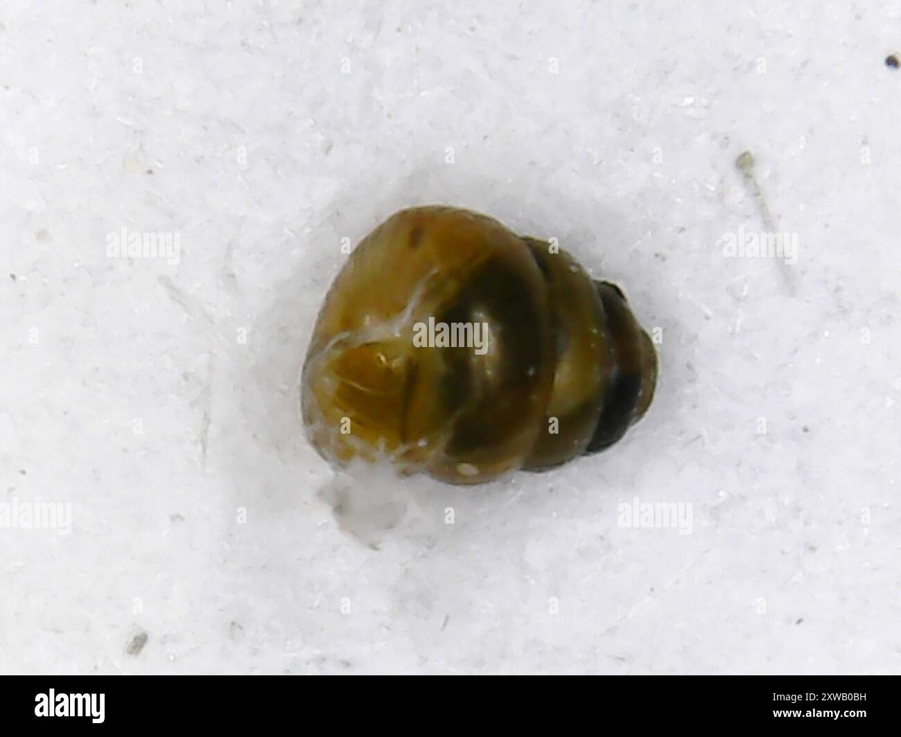 Toothless Chrysalis-snail (Columella edentula) Mollusca Stock Photo - Alamy