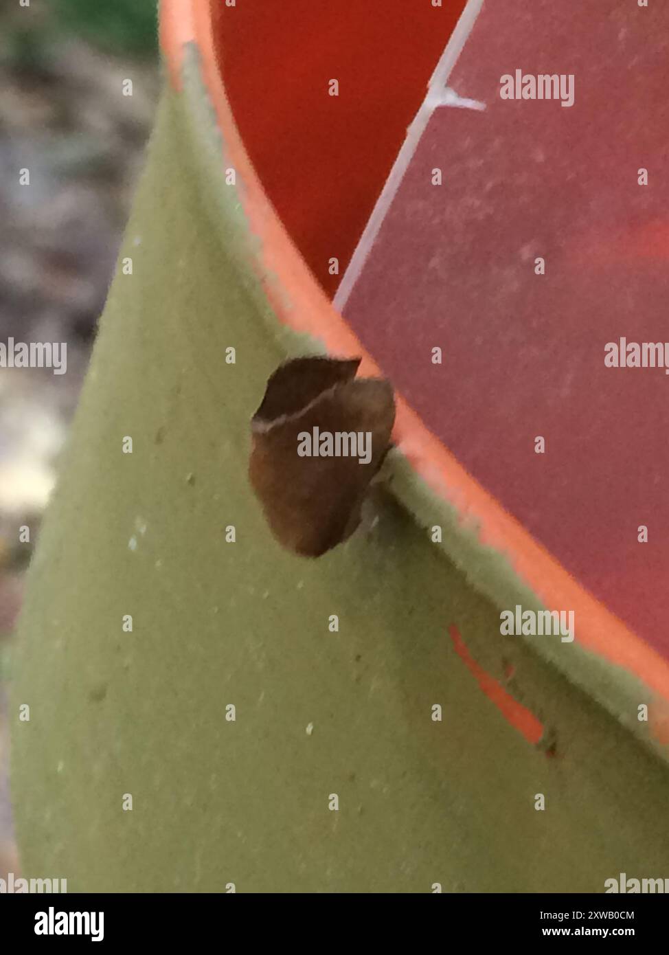 Crowned Slug Moth (Isa textula) Insecta Stock Photo - Alamy