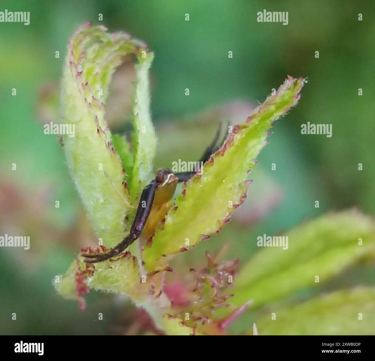White-banded Crab Spider (Misumenoides formosipes) Arachnida Stock ...