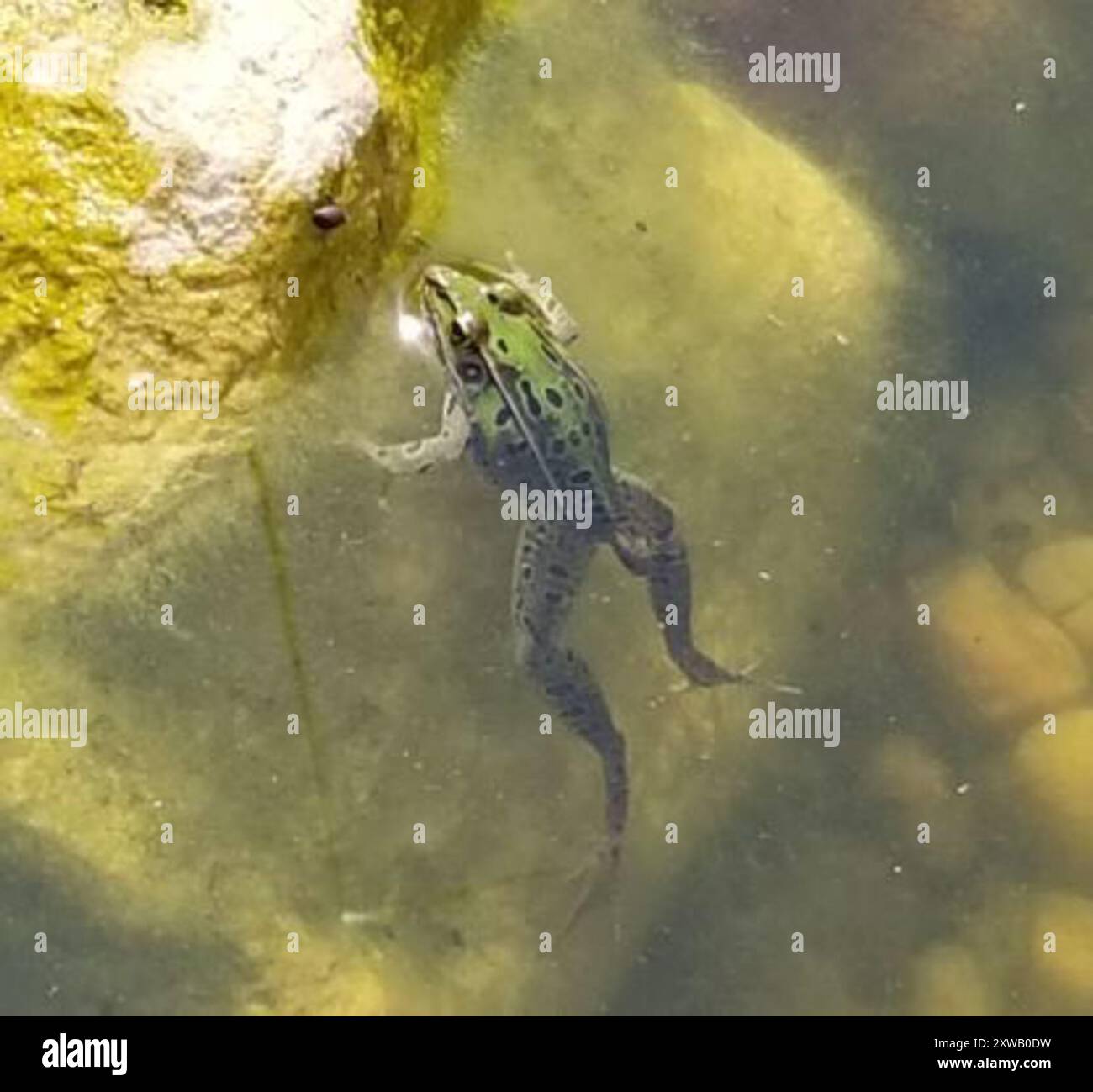 Southern Leopard Frog (Lithobates sphenocephalus) Amphibia Stock Photo ...