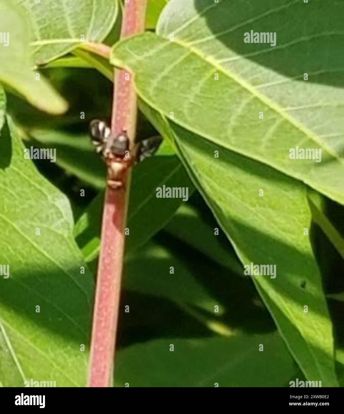 Common Picture-winged Fly (Delphinia picta) Insecta Stock Photo - Alamy