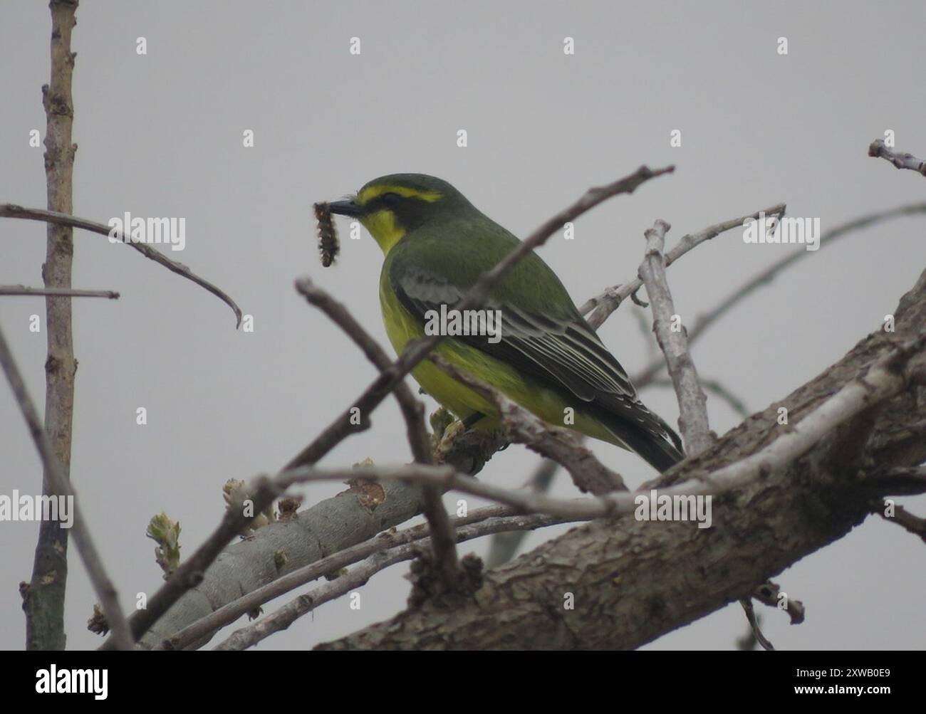 Yellow-browed Tyrant (Satrapa icterophrys) Aves Stock Photo - Alamy