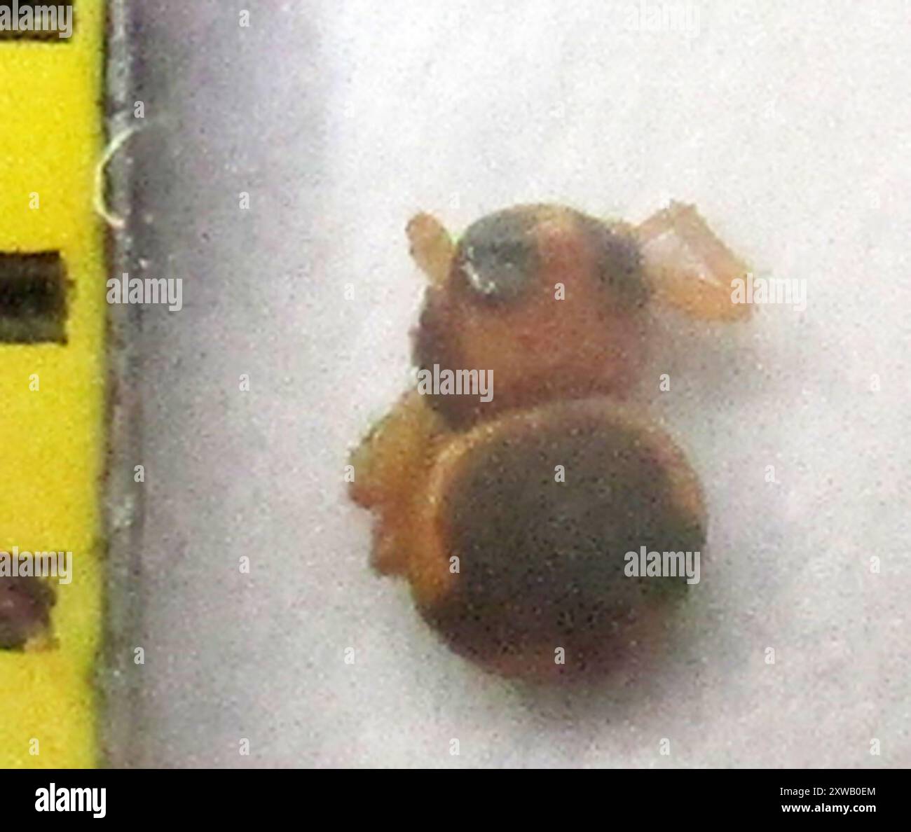 Beetle crab spiders (Mystaria) Arachnida Stock Photo - Alamy