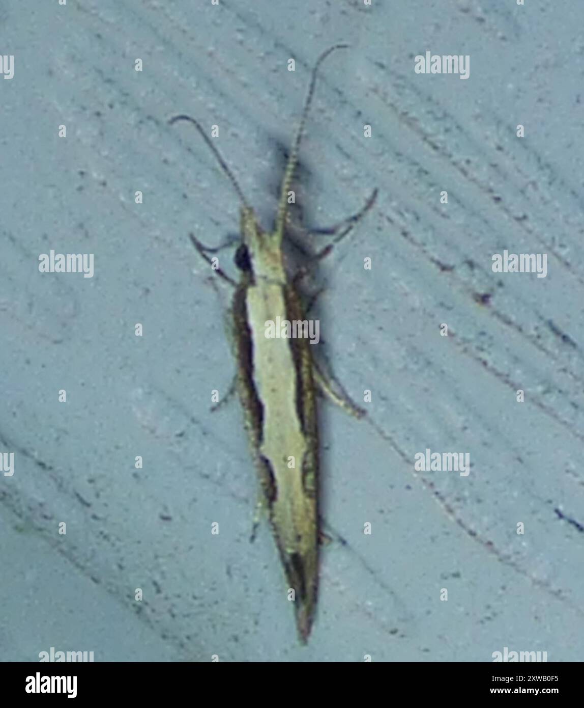 Diamondback Moth (Plutella xylostella) Insecta Stock Photo - Alamy