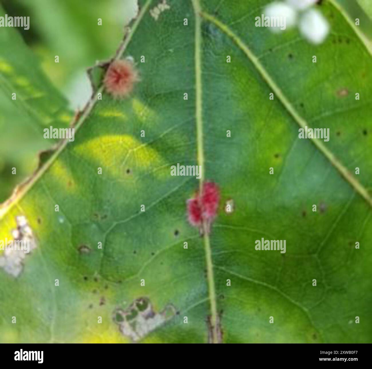 Furry Oak Leaf Gall Wasp (Callirhytis furva) Insecta Stock Photo - Alamy