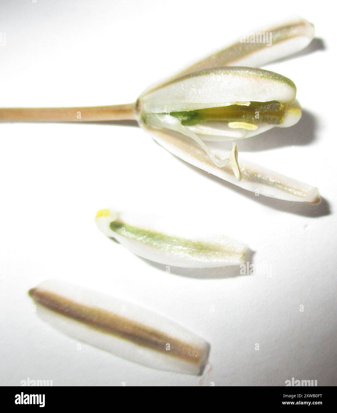 Thick Slime-lily (Albuca setosa) Plantae Stock Photo - Alamy