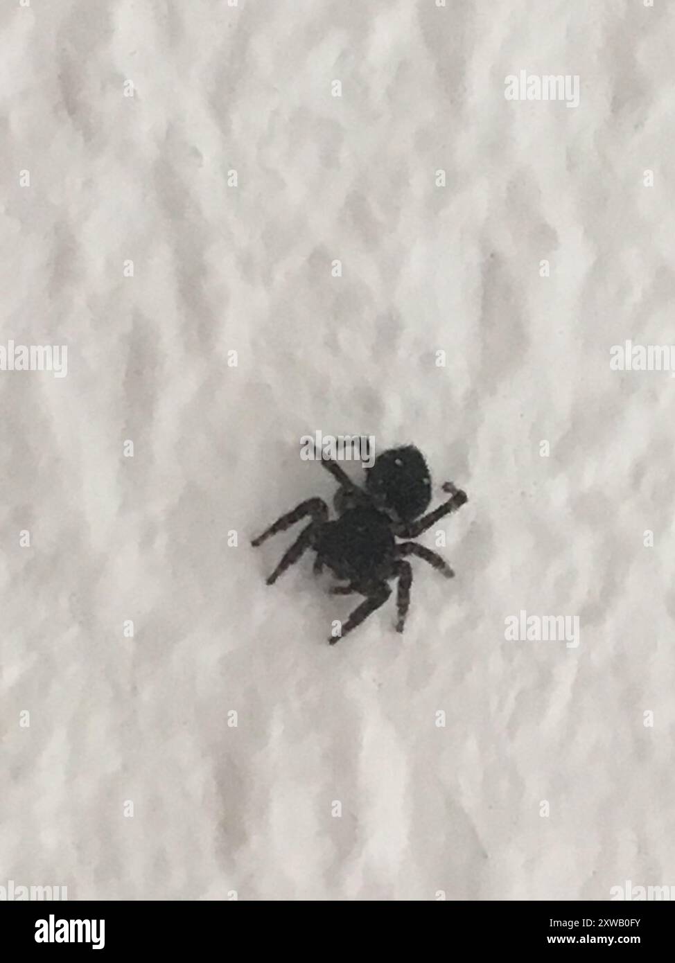 Attulus pubescens hi-res stock photography and images - Alamy