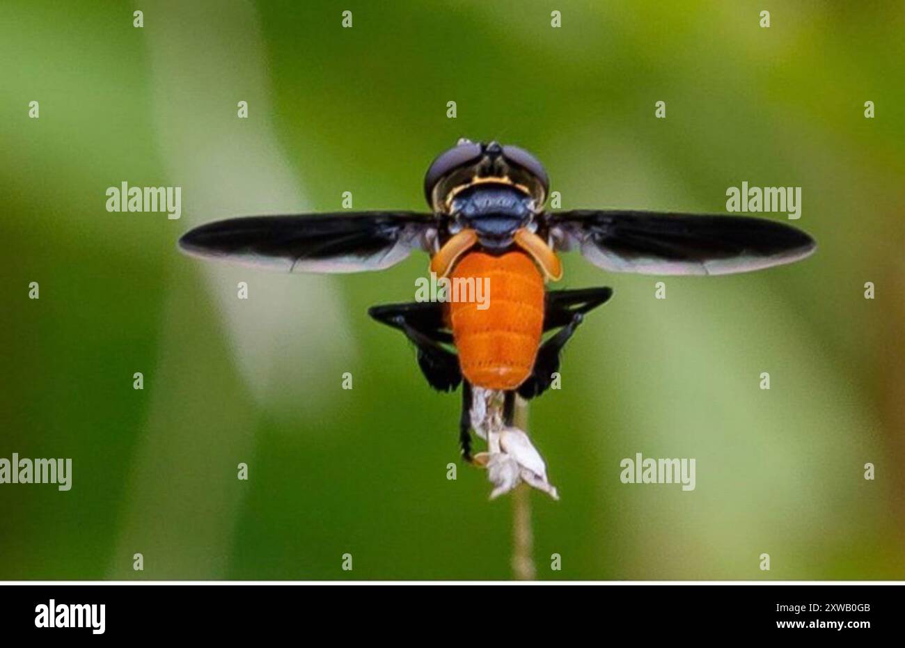 Swift Feather-legged Fly (Trichopoda pennipes) Insecta Stock Photo - Alamy