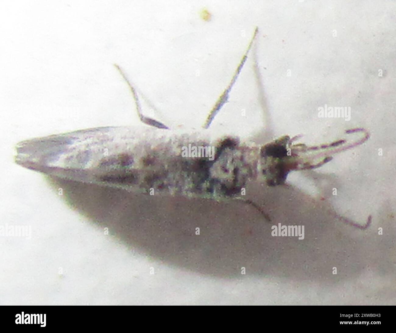 Dusty-winged Lacewings (Coniopterygidae) Insecta Stock Photo - Alamy