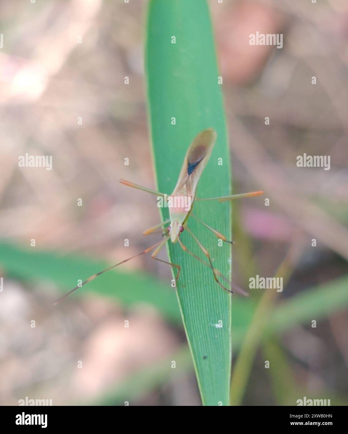 rice bugs (Stenocoris) Insecta Stock Photo - Alamy