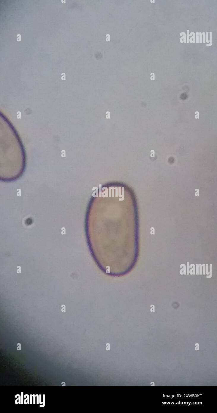 chestnut brittlestem (Homophron spadiceum) Fungi Stock Photo - Alamy