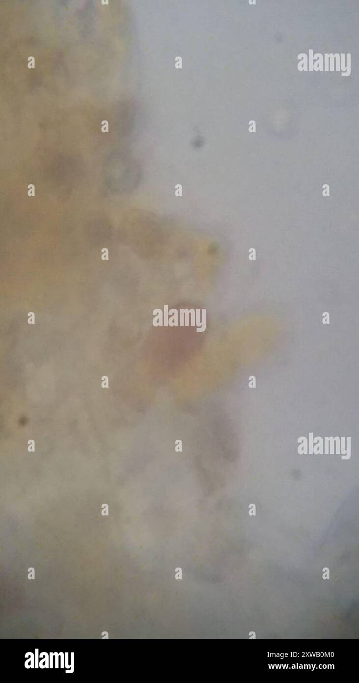 Gymnopilus luteus hi-res stock photography and images - Alamy