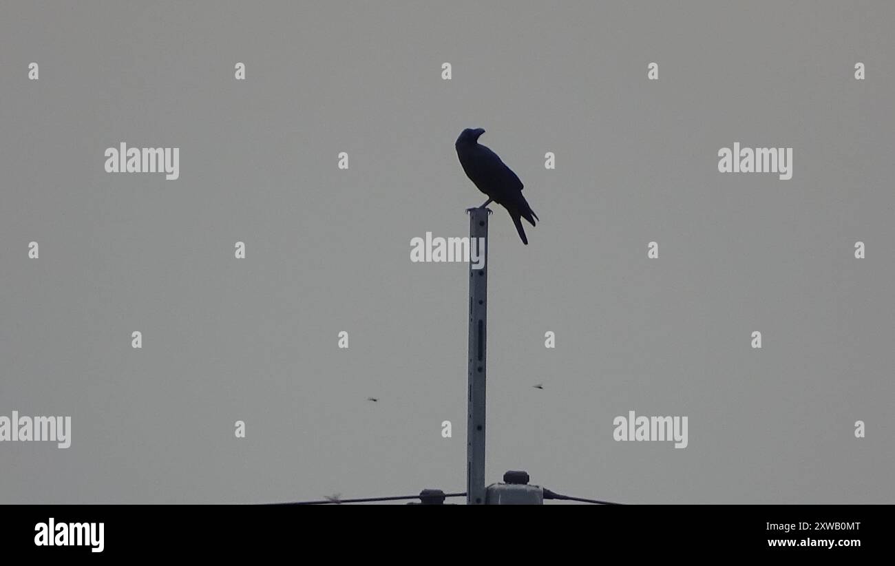 Large-billed Crow (Corvus macrorhynchos) Aves Stock Photo - Alamy