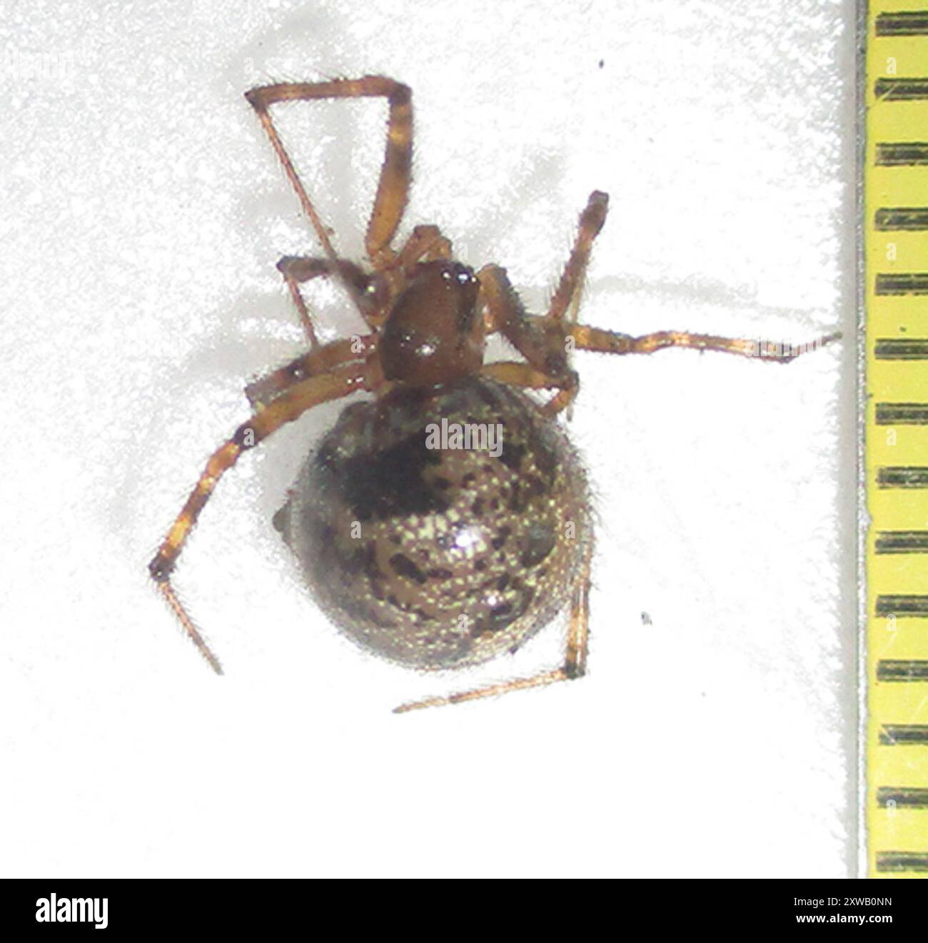 Spiders (Araneae) Arachnida Stock Photo - Alamy