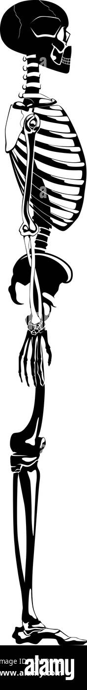 Human skeleton side view. Bone structure anatomy Stock Vector Image ...