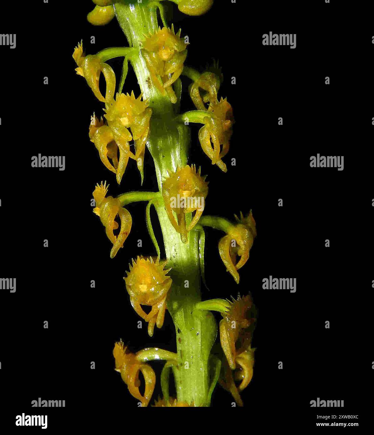 Malaxis versicolor hi-res stock photography and images - Alamy