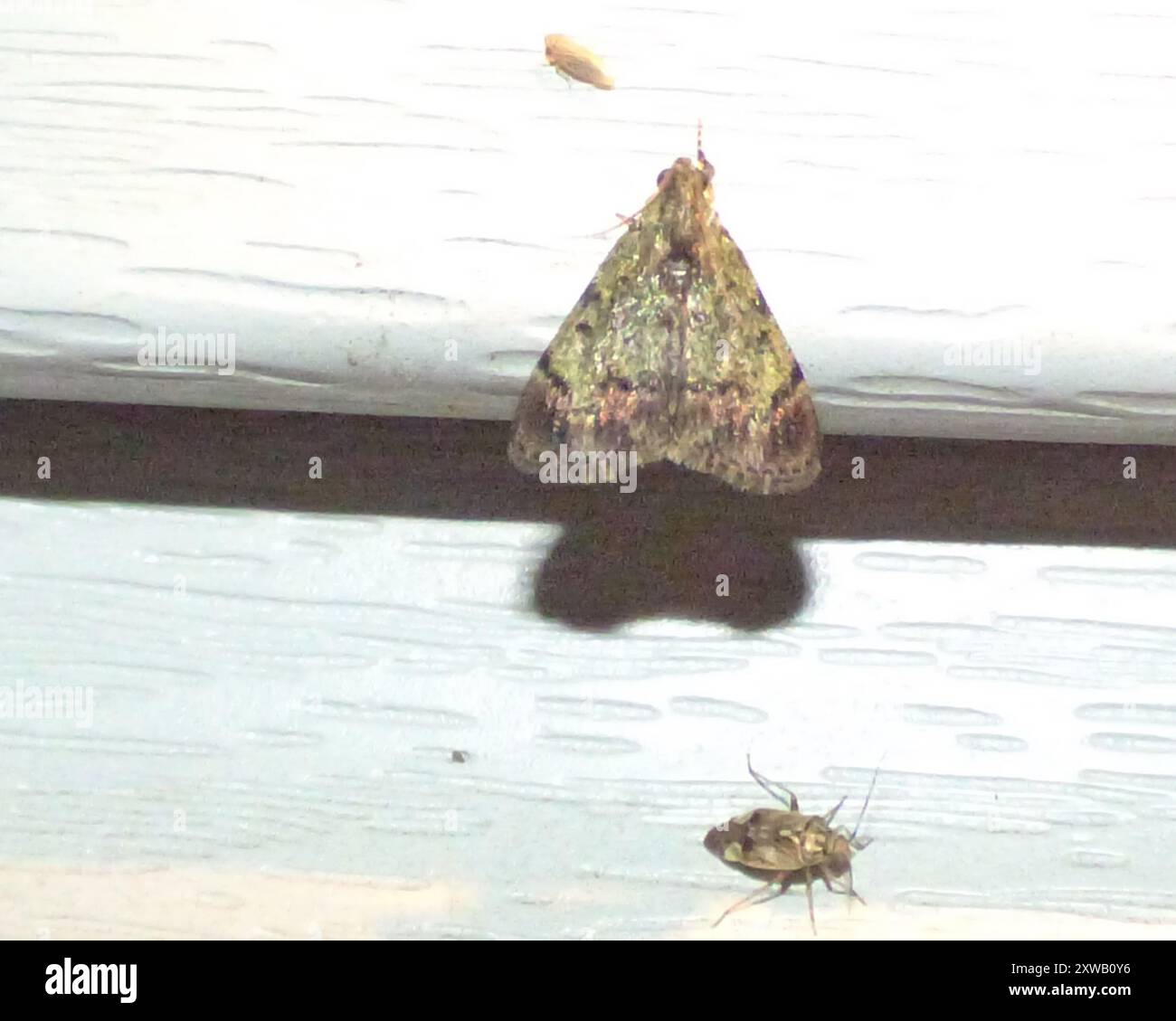 Dimorphic Macalla Moth (Epipaschia superatalis) Insecta Stock Photo - Alamy