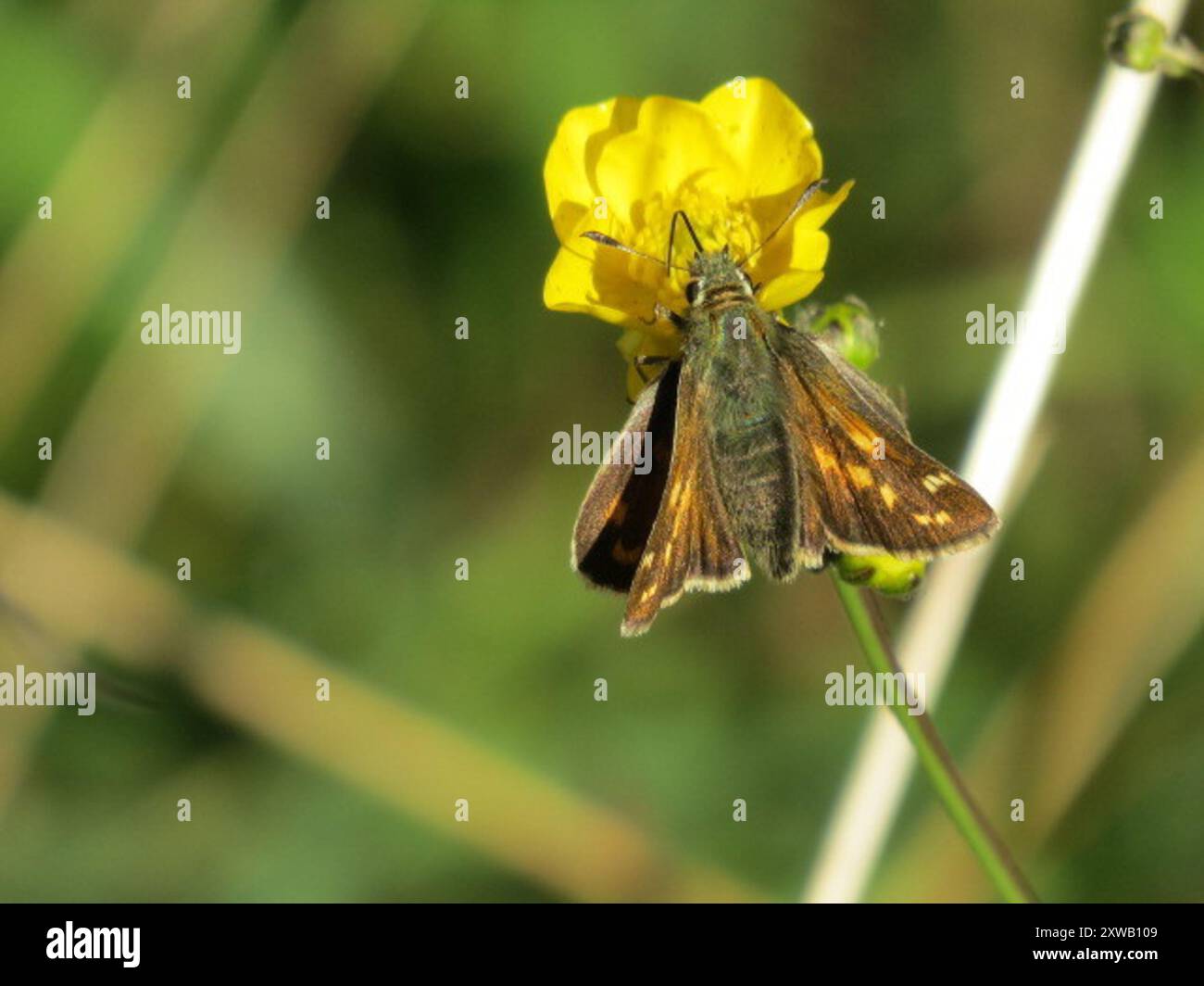 Common Branded Skipper (Hesperia comma) Insecta Stock Photo - Alamy