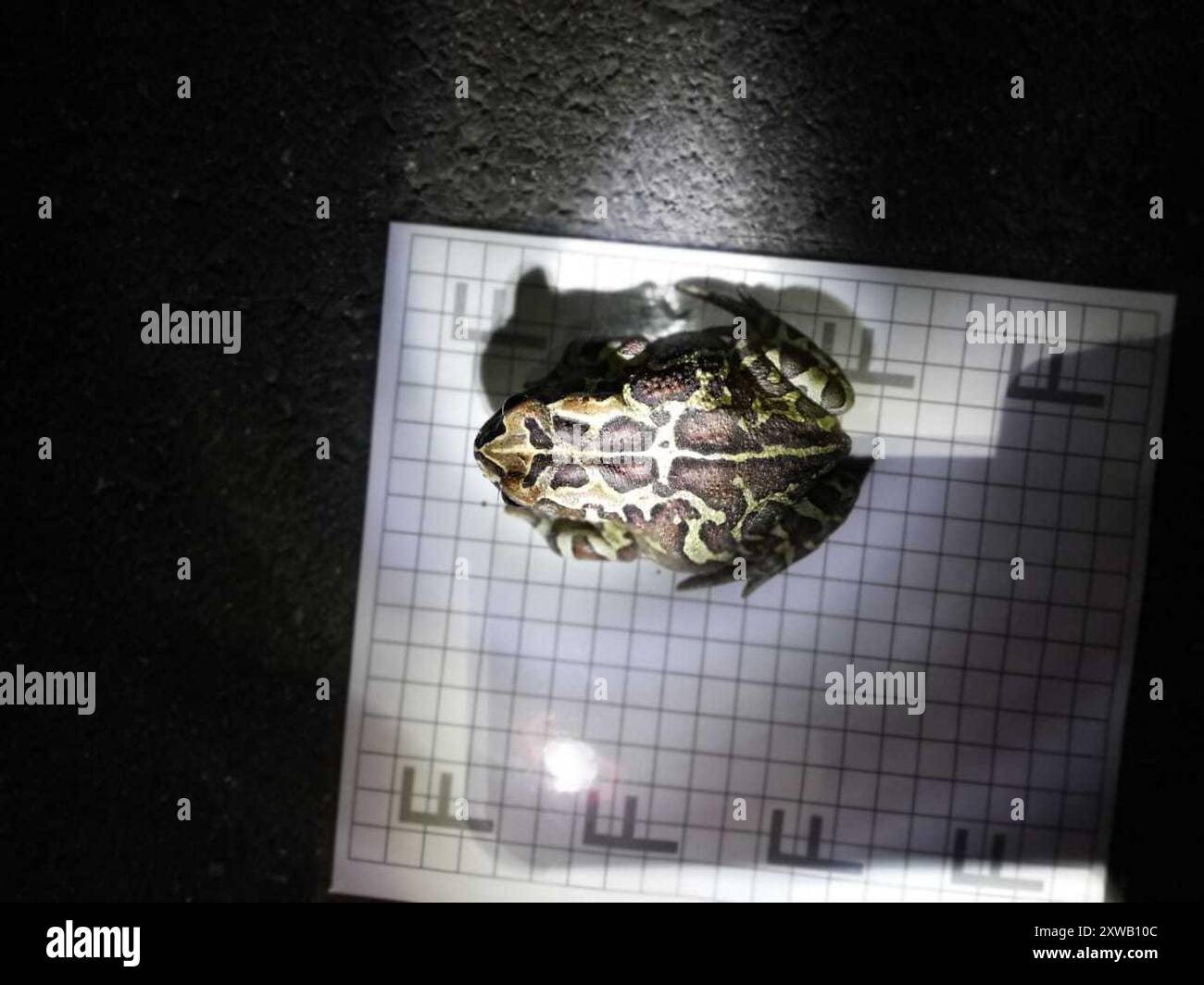 Western Leopard Toad (Sclerophrys pantherina) Amphibia Stock Photo - Alamy