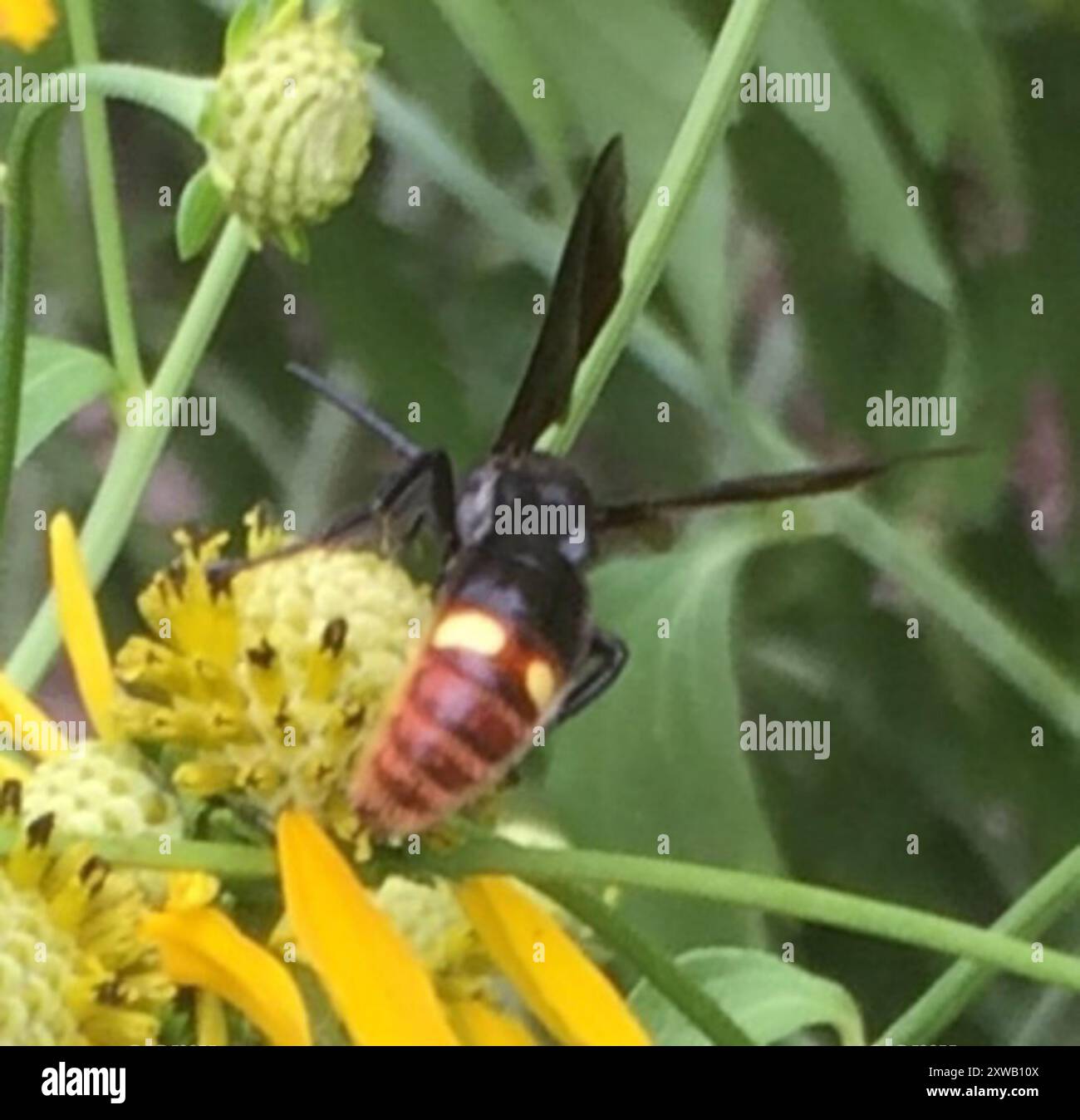 Blue-winged Scoliid Wasp (Scolia dubia) Insecta Stock Photo - Alamy