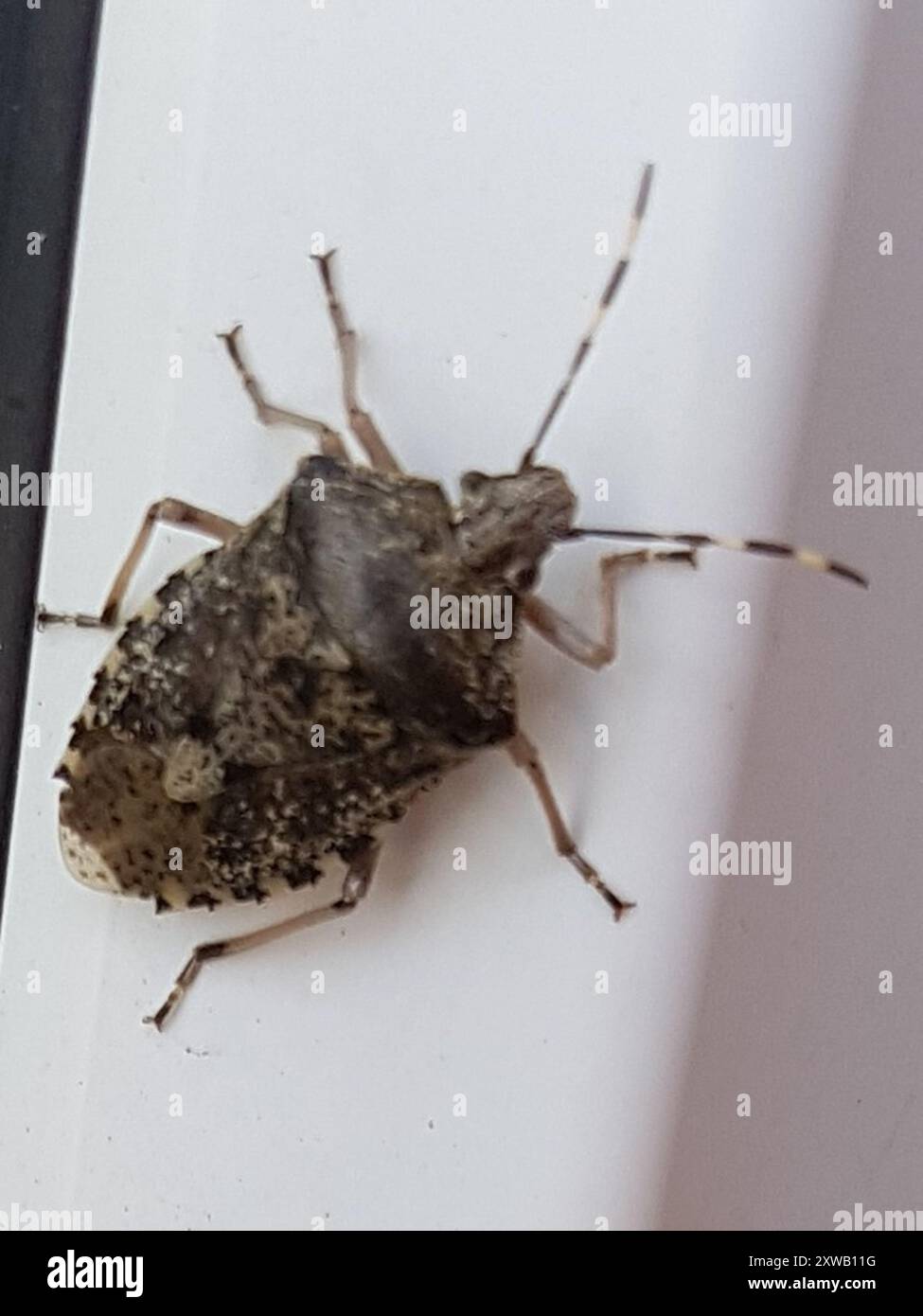 Mottled bug rhaphigaster nebulosa hi-res stock photography and images ...