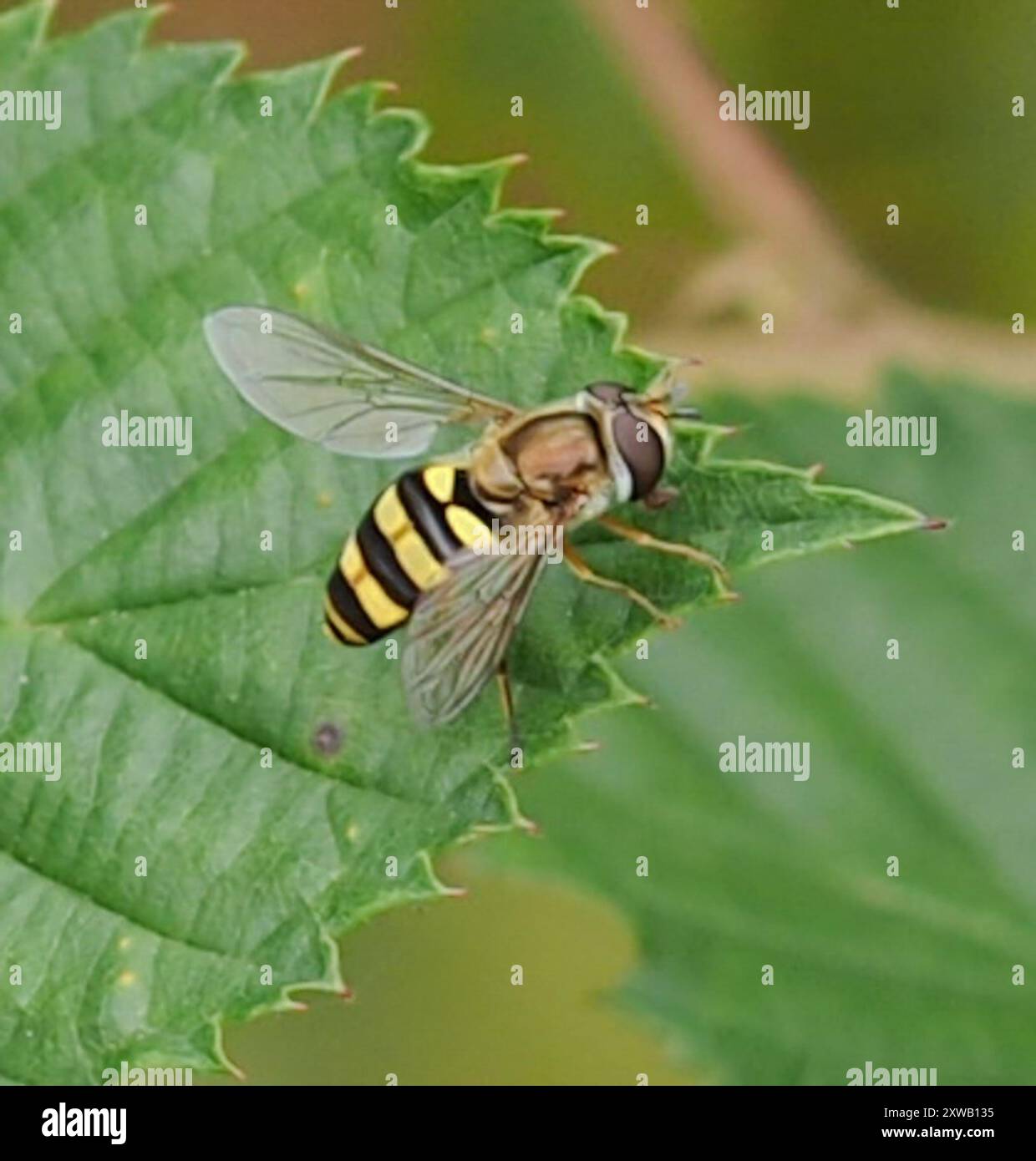 Metasyrphus hi-res stock photography and images - Alamy