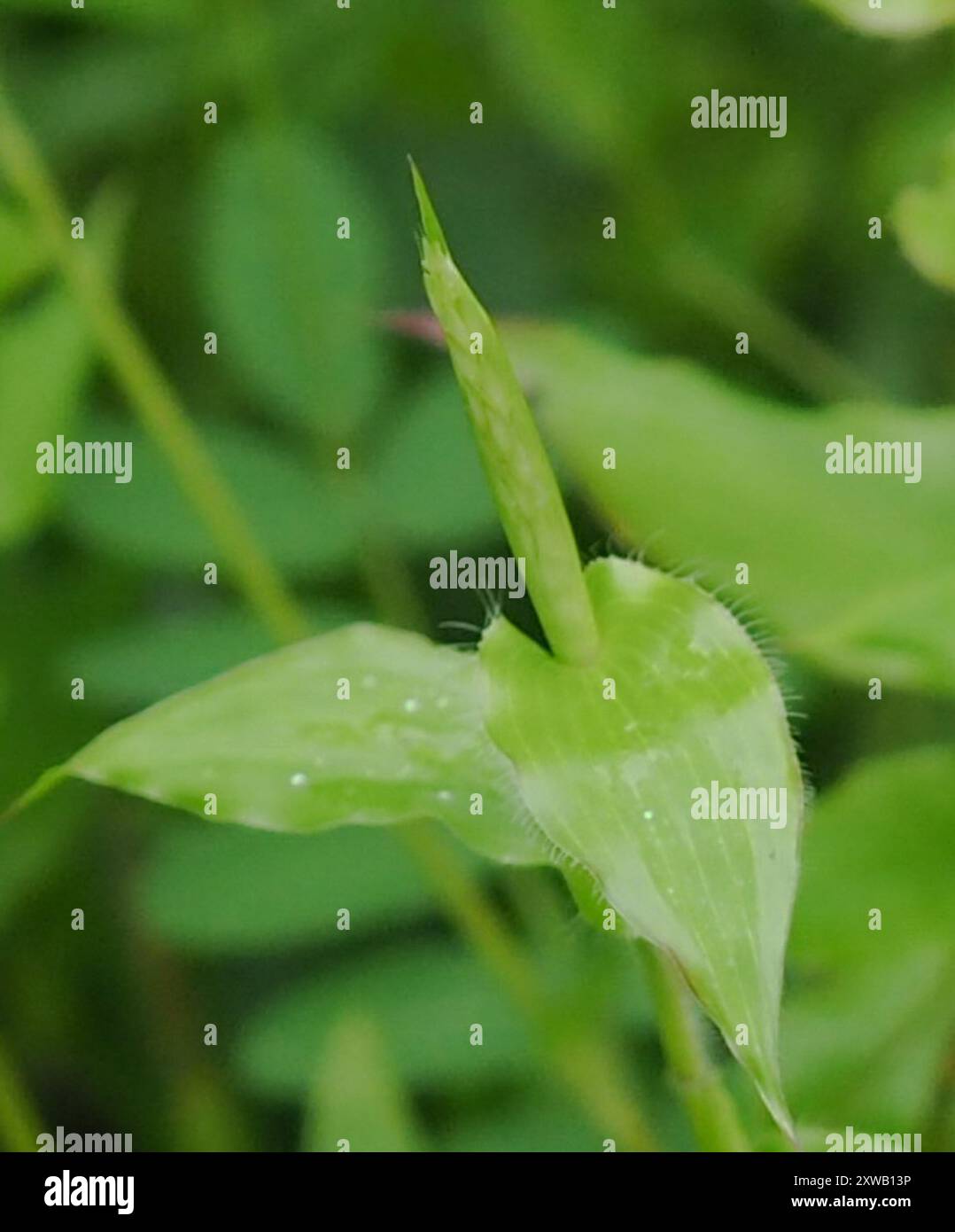 small carpetgrass (Arthraxon hispidus) Plantae Stock Photo - Alamy