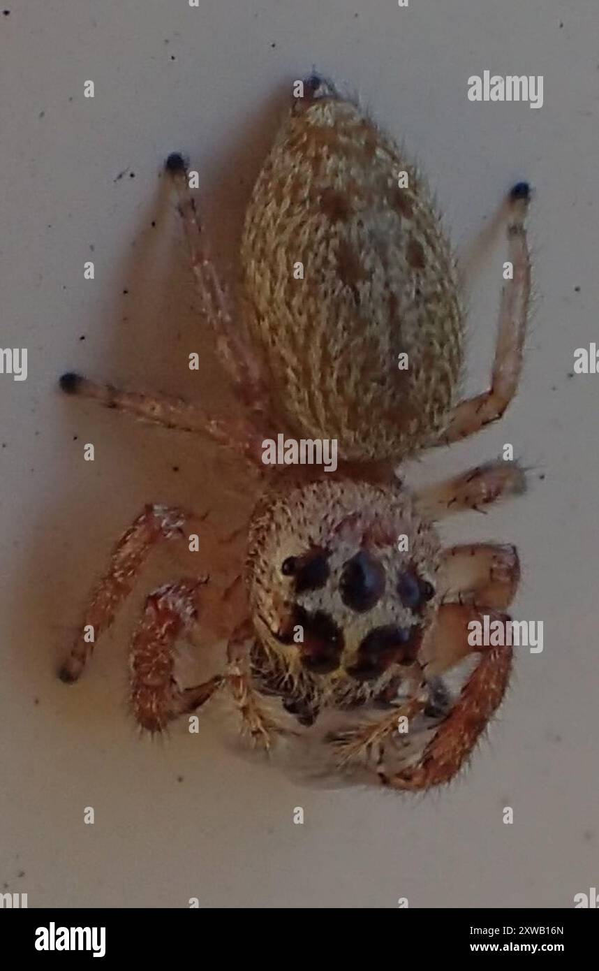 Garden Jumping Spiders (Opisthoncus) Arachnida Stock Photo - Alamy