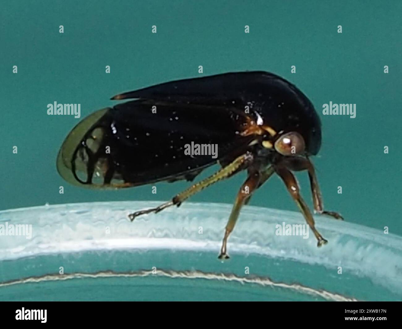 (Acutalis tartarea) Insecta Stock Photo - Alamy