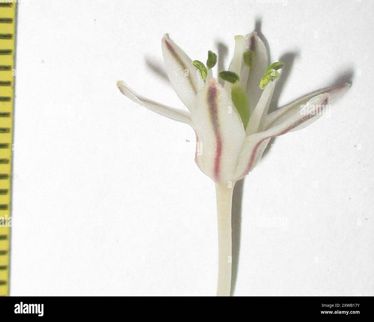 Red Squill (Drimia sanguinea) Plantae Stock Photo - Alamy