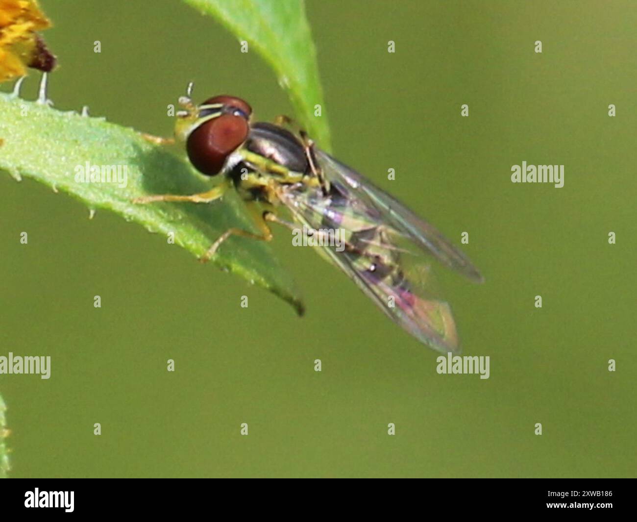 Eastern Calligrapher (Toxomerus geminatus) Insecta Stock Photo - Alamy