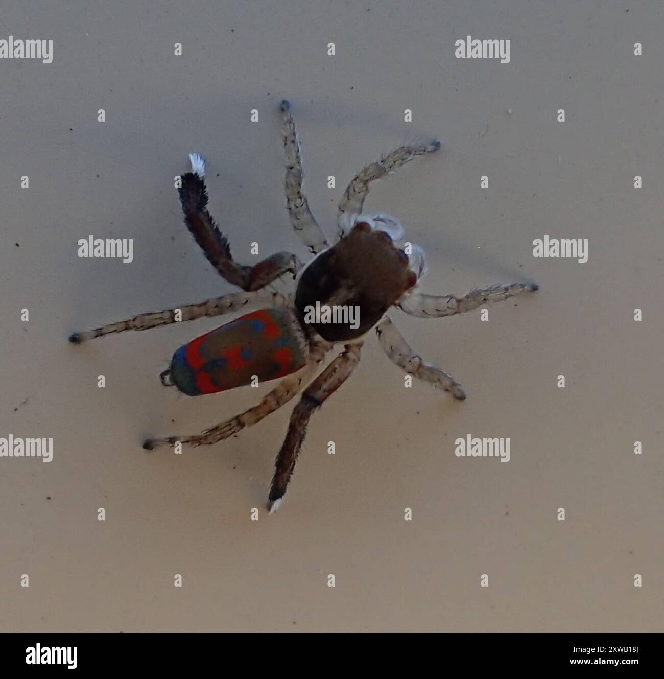 Common Peacock Spider (Maratus pavonis) Arachnida Stock Photo - Alamy