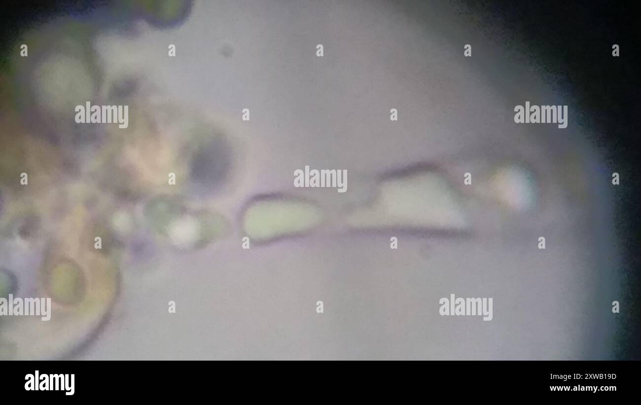 dark fanvault (Hodophilus hymenocephalus) Fungi Stock Photo - Alamy