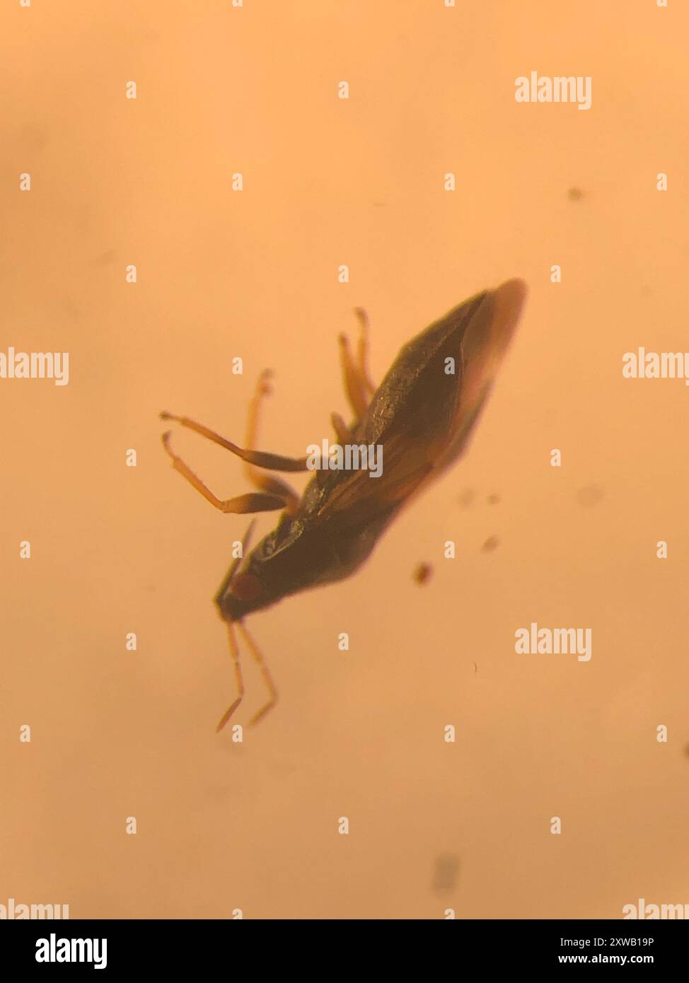 Minute pirate bugs (Anthocoridae) Insecta Stock Photo - Alamy