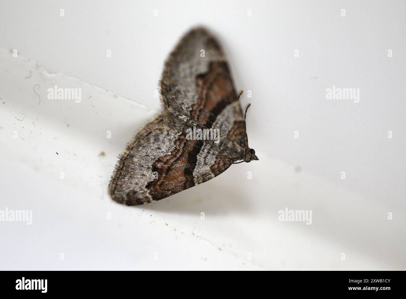 Flame Carpet (Xanthorhoe designata) Insecta Stock Photo - Alamy
