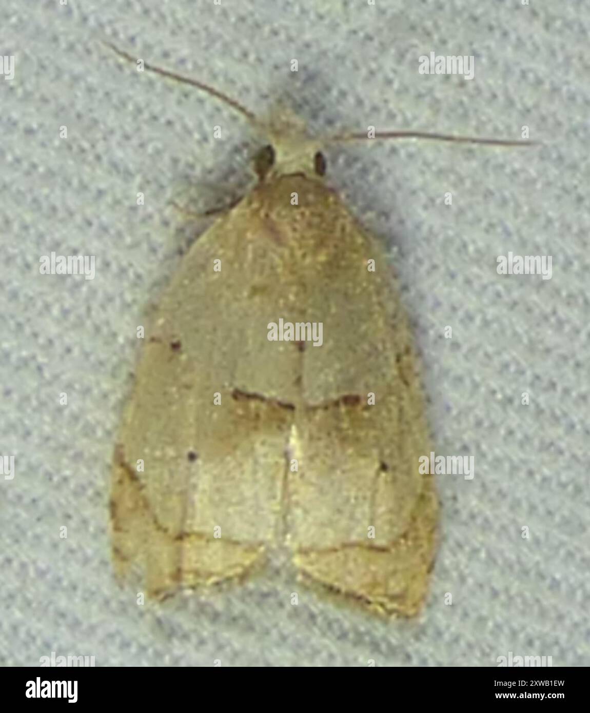 Batman Moth (Coelostathma discopunctana) Insecta Stock Photo - Alamy