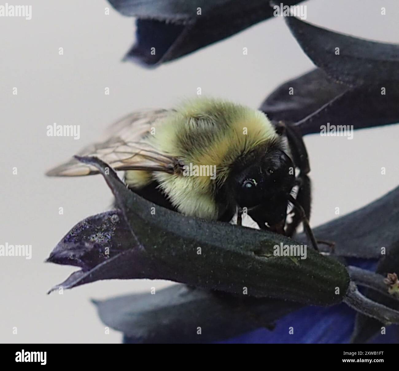 Eastern Carpenter Bee (Xylocopa virginica) Insecta Stock Photo - Alamy