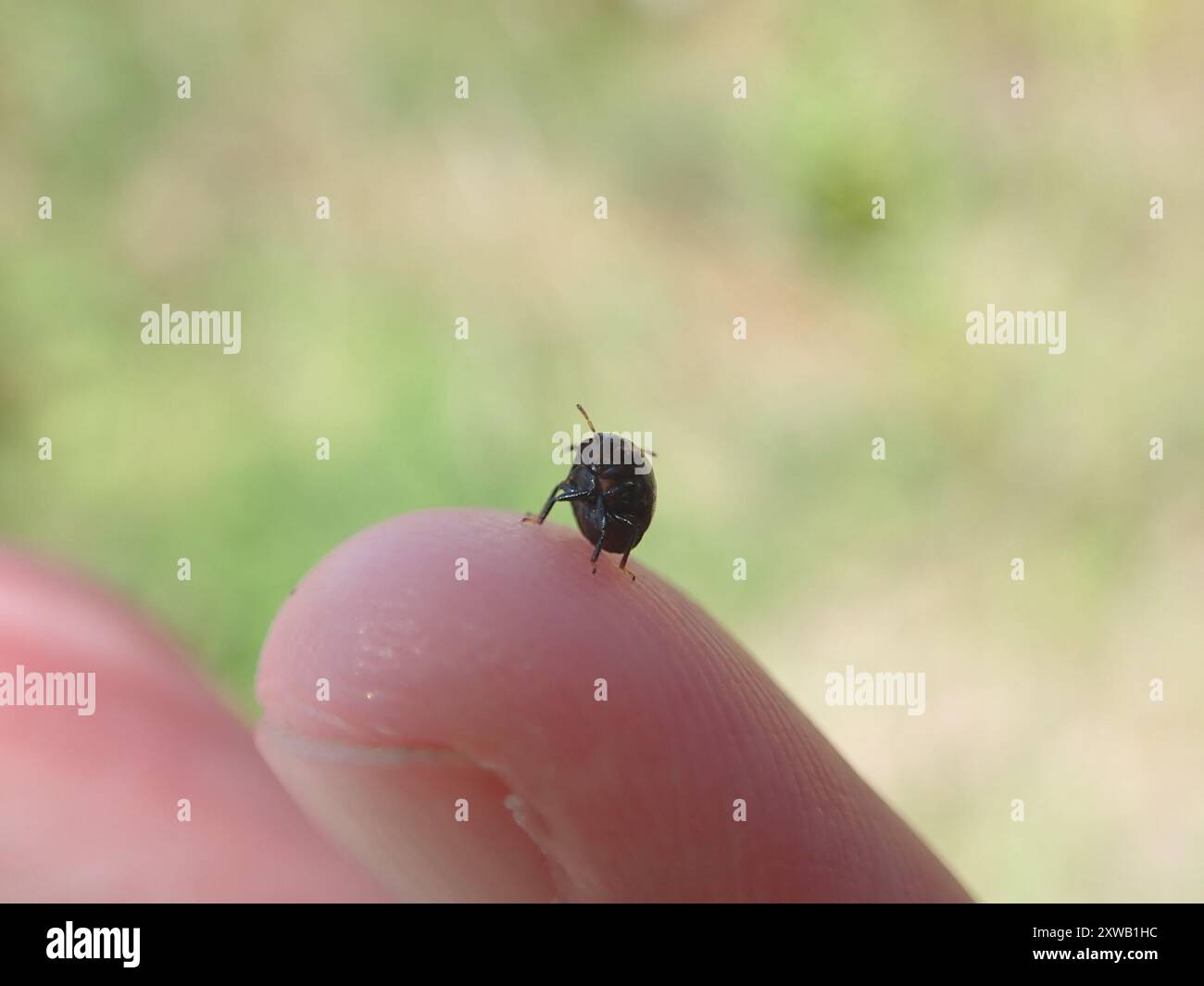 Ebony Bugs (Thyreocoridae) Insecta Stock Photo - Alamy