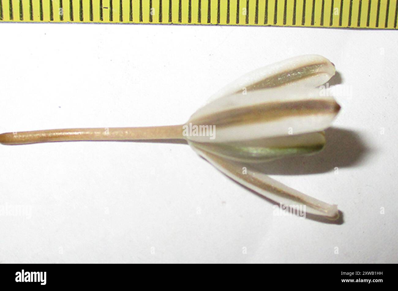 Thick Slime-lily (Albuca setosa) Plantae Stock Photo - Alamy