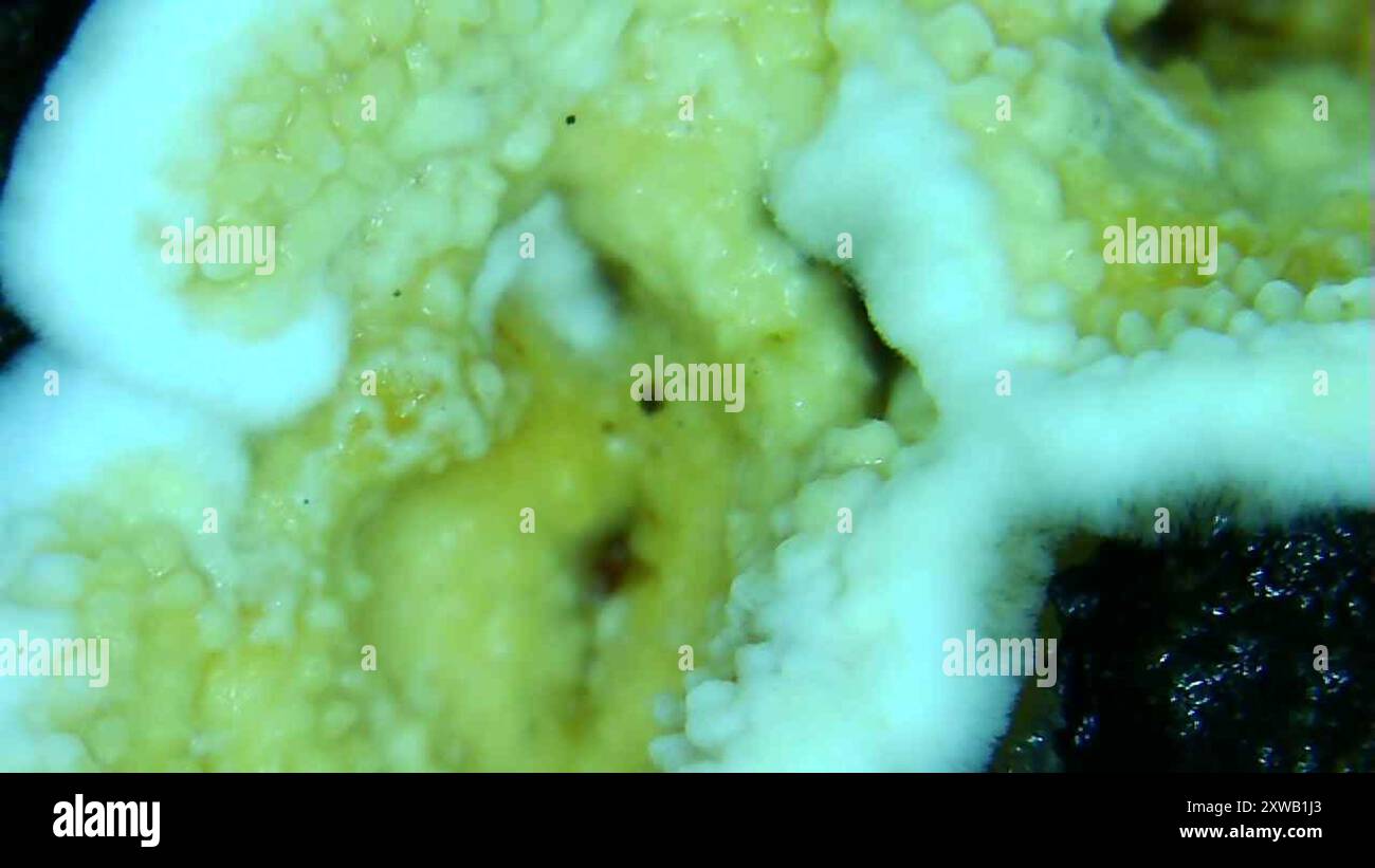 Milk-white Toothed Polypore (Irpex lacteus) Fungi Stock Photo - Alamy