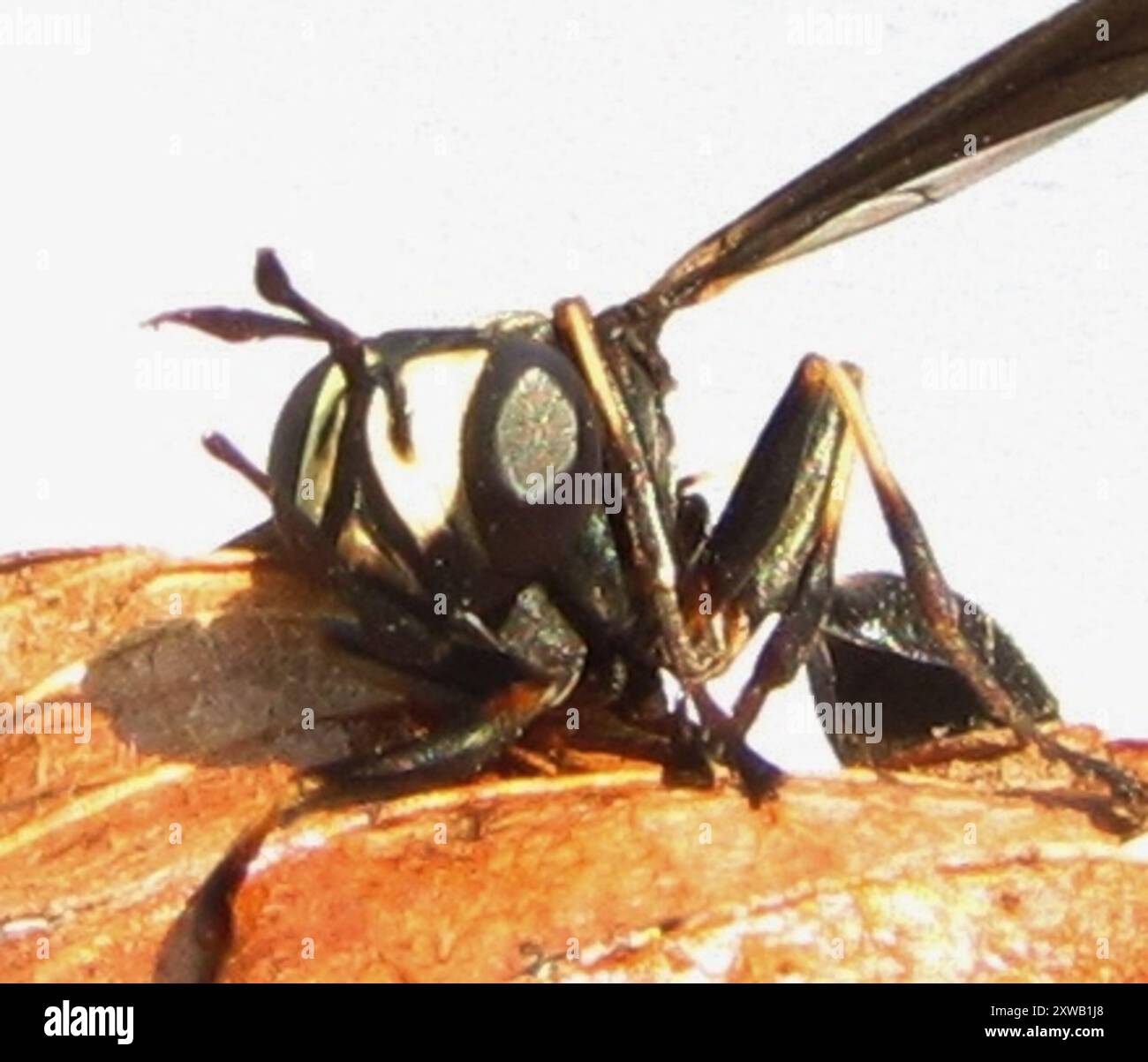 (Physocephala tibialis) Insecta Stock Photo - Alamy