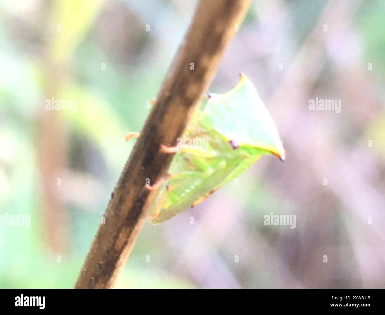 Buffalo Treehopper (Stictocephala bisonia) Insecta Stock Photo - Alamy