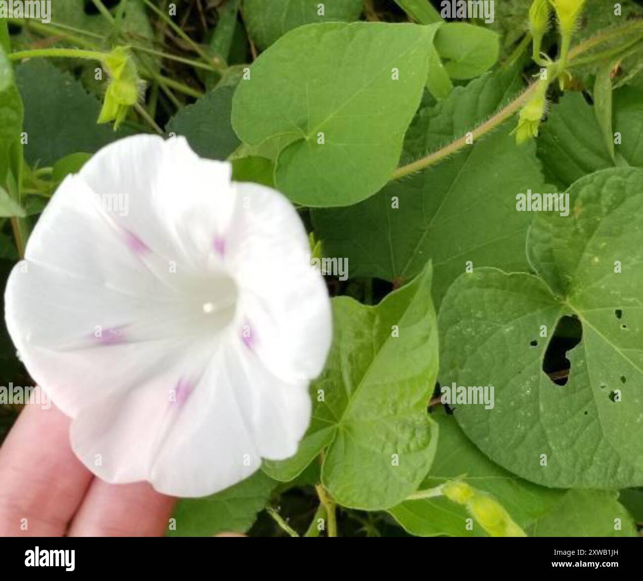 common morning-glory (Ipomoea purpurea) Plantae Stock Photo - Alamy