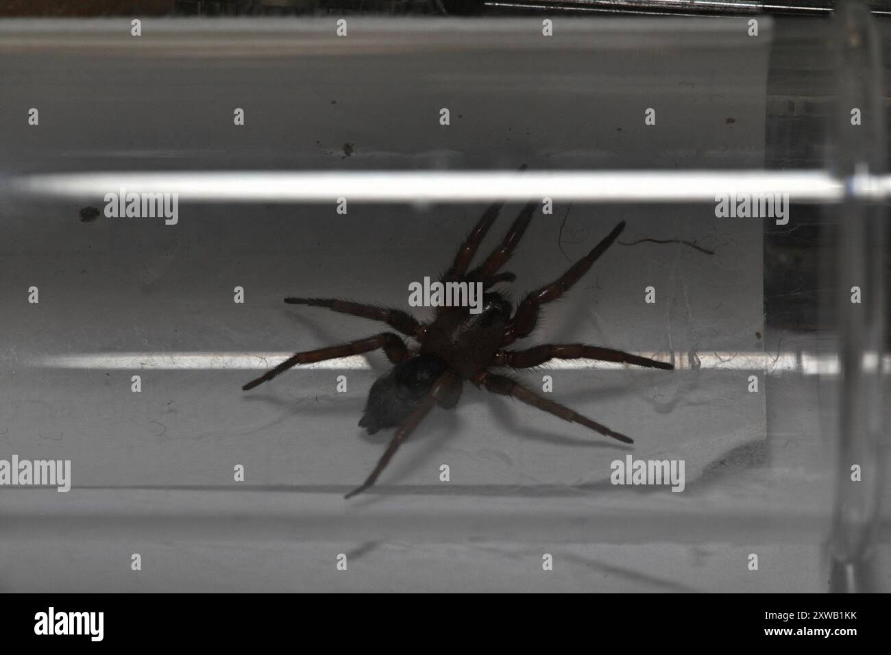 Mouse Spider (Scotophaeus blackwalli) Arachnida Stock Photo - Alamy