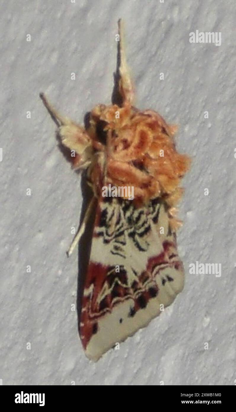 Lily Caterpillar Moth (Spodoptera picta) Insecta Stock Photo - Alamy