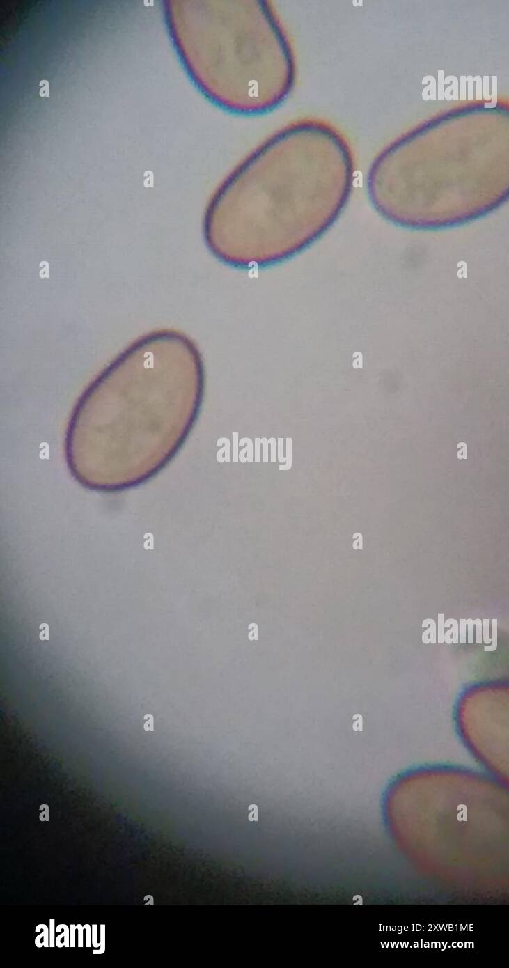 chestnut brittlestem (Homophron spadiceum) Fungi Stock Photo - Alamy