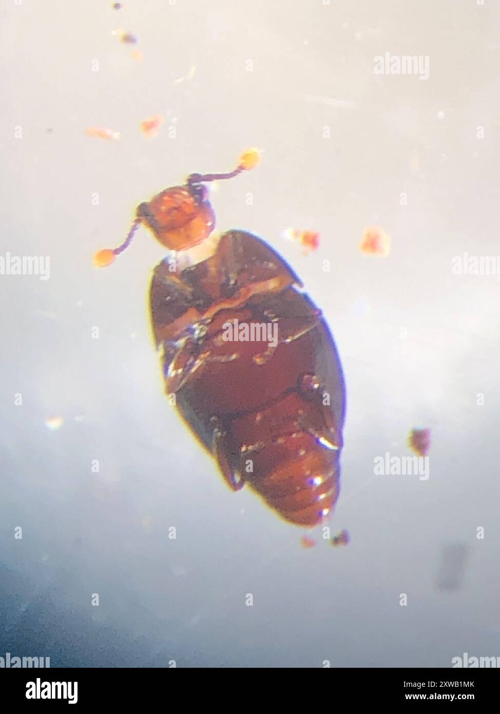 Hister Beetles (Histeridae) Insecta Stock Photo - Alamy