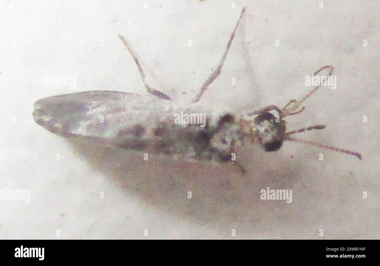 Dusty-winged Lacewings (Coniopterygidae) Insecta Stock Photo - Alamy