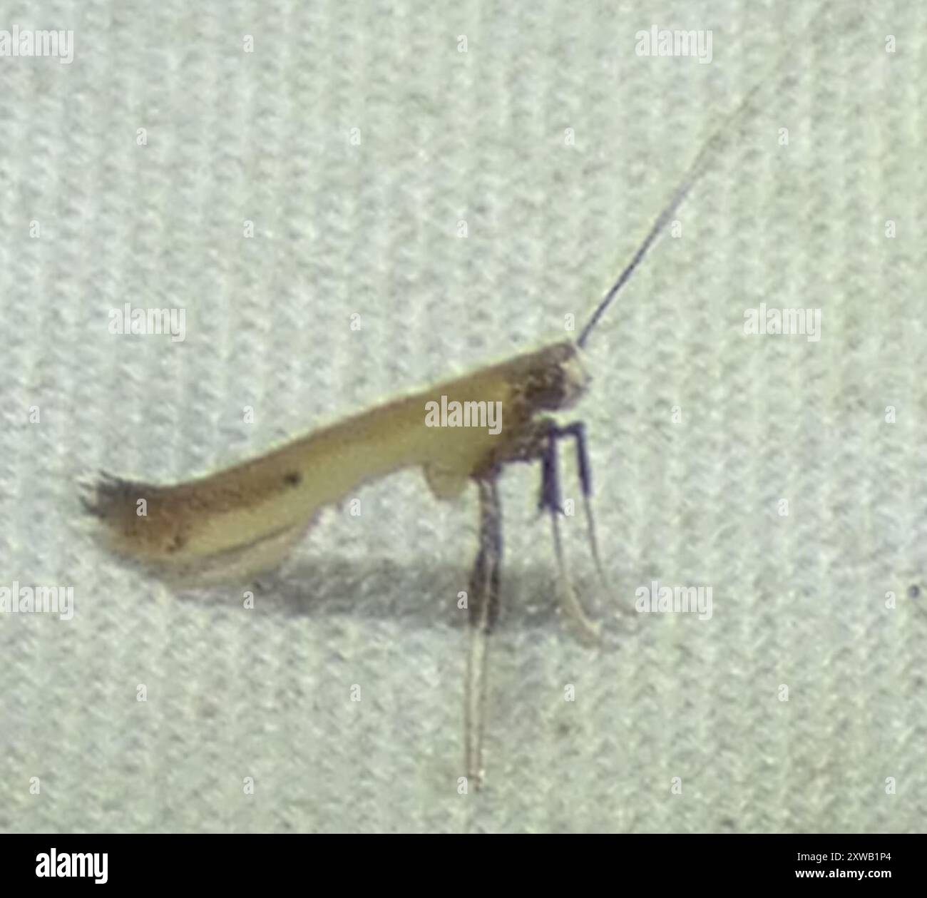 Tick-Trefoil Caloptilia Moth (Caloptilia violacella) Insecta Stock ...
