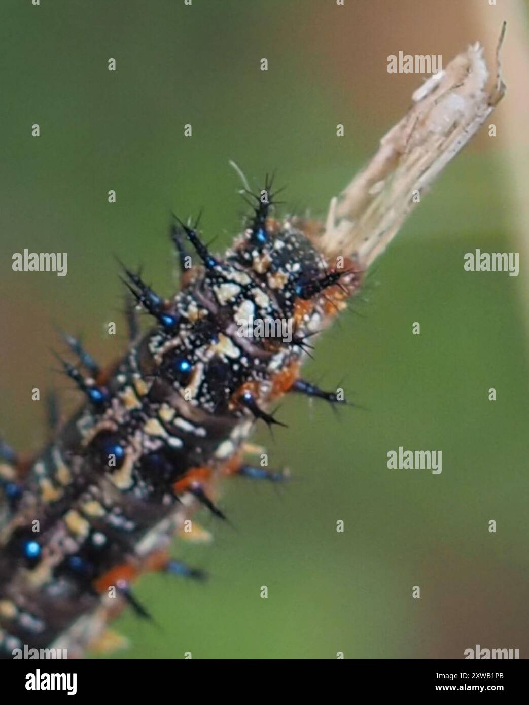 Common Buckeye (Junonia coenia) Insecta Stock Photo - Alamy